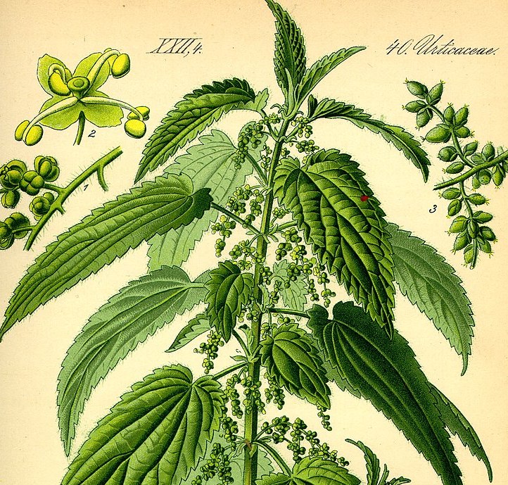 FREE Stinging Nettle Textile workshop, Friday 25 July 2025, 12:30-2 ...